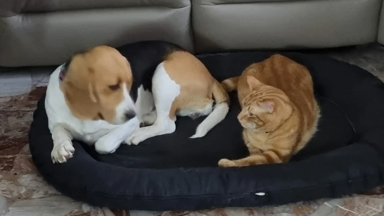 Fuffi il gatto e Rex il cane - Eugenio Ruberto